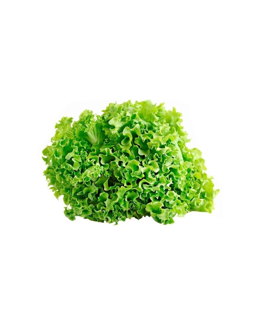 Lechuga orgánica verde lisa o crespa