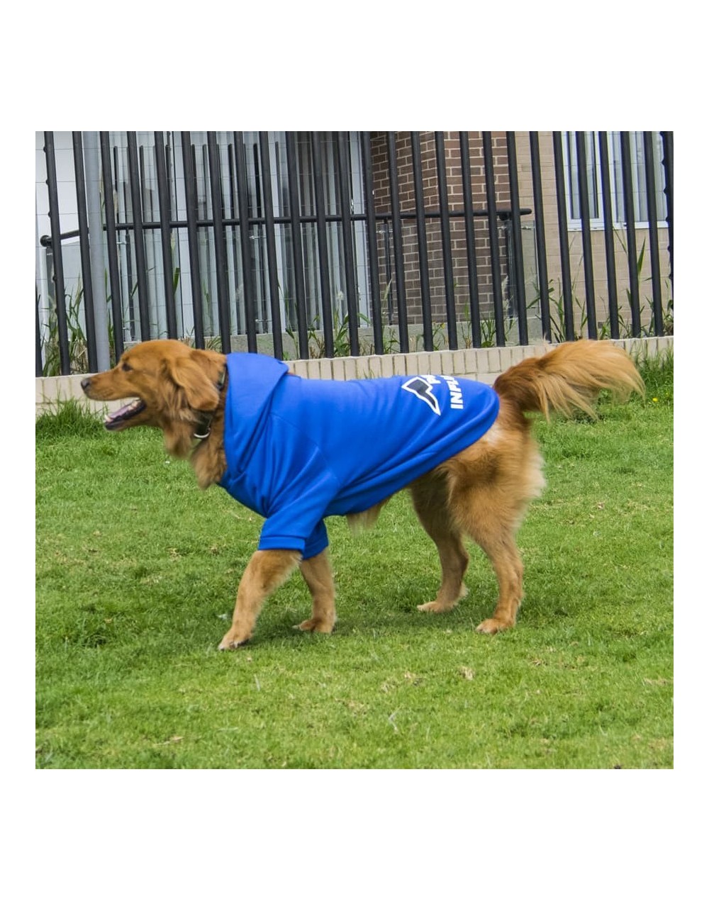 Buzo para perro influencer-azul rey